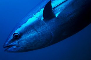 Through the Gaps! - Newlyn Fishing News: Bluefin tuna off Devon and ...