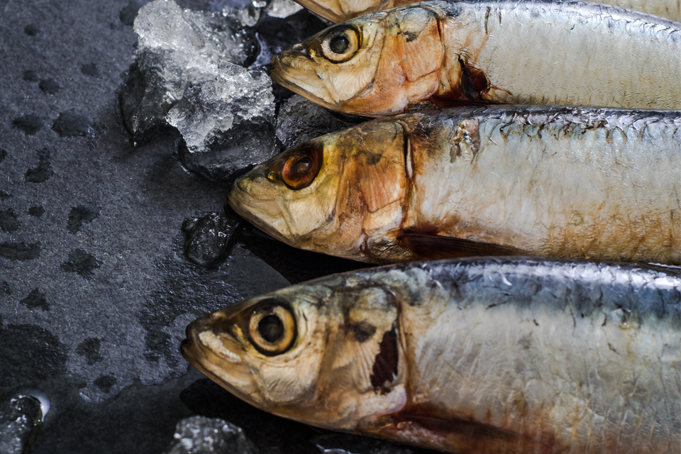 Focus on (EMFF) – Funding at Falfish limited – Marine Development Blog