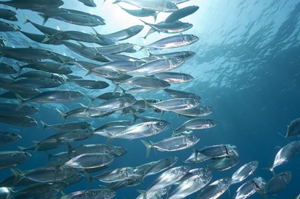 Statistics show where UK vessels fish and what is landed from our ...