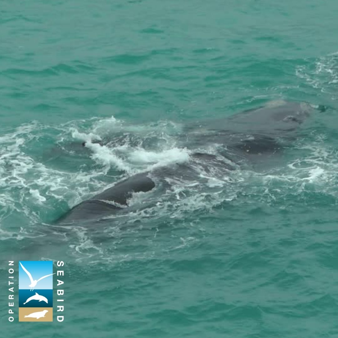 Spotlight On: Operation Seabird – Marine Development Blog