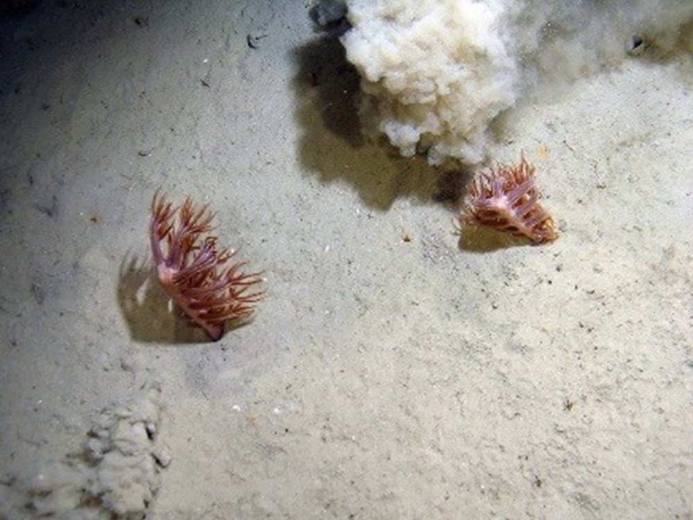 Species spotlight – sea-pen and burrowing megafauna communities ...