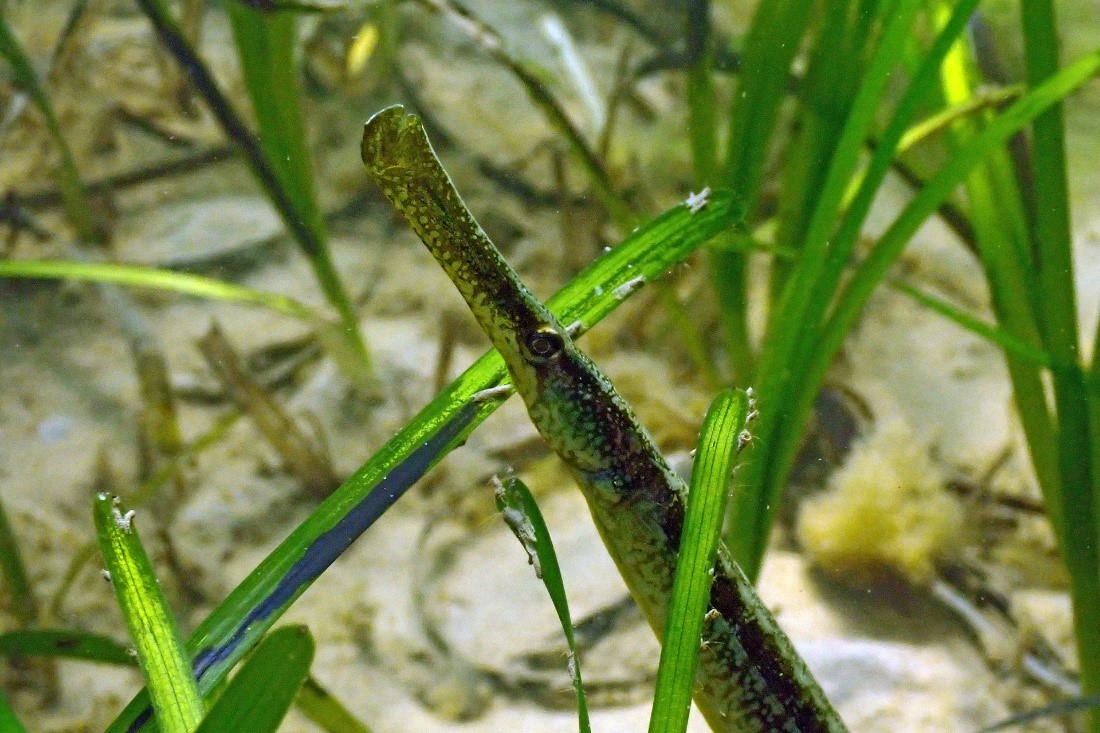 World Seagrass Day – Protecting our precious marine habitats together ...