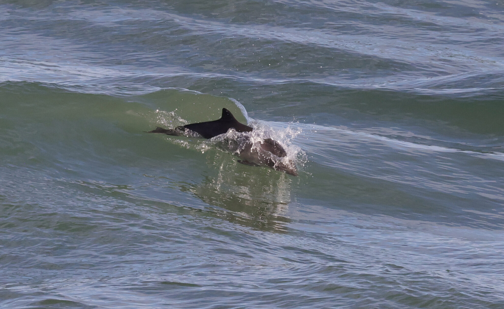 Our hidden marine mammals – the harbour porpoise – Marine Development Blog