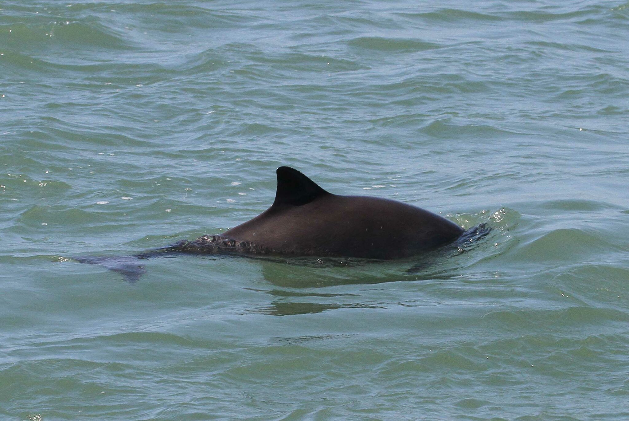 Our hidden marine mammals – the harbour porpoise – Marine Development Blog