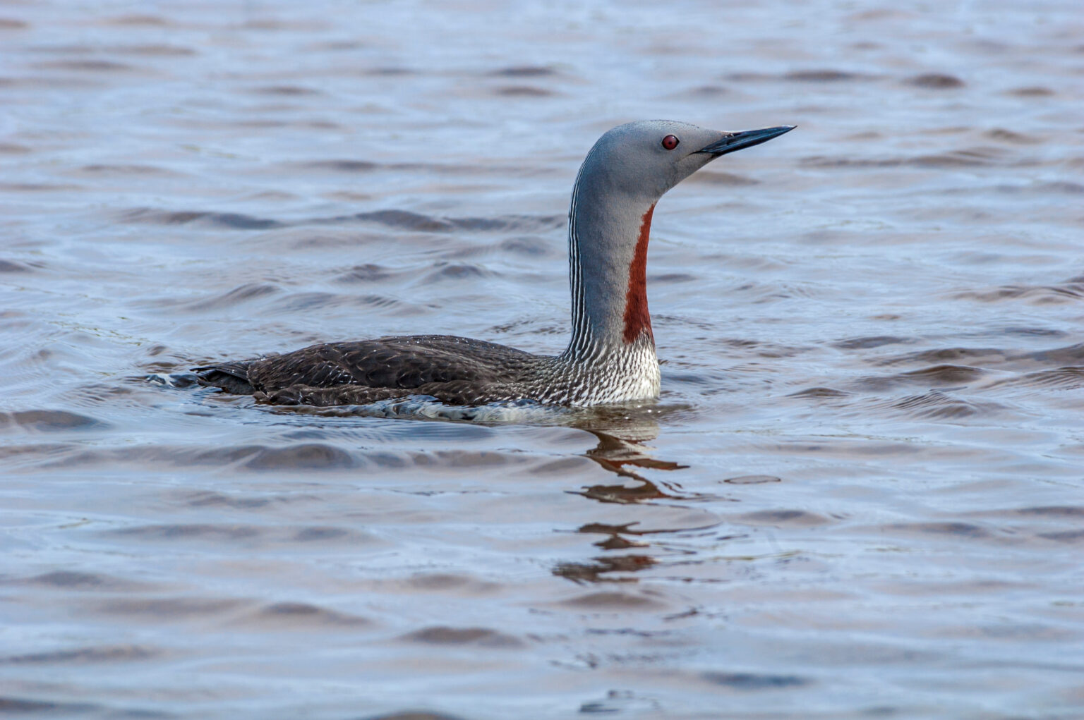 Protecting our diverse and valuable seabird species – Marine ...