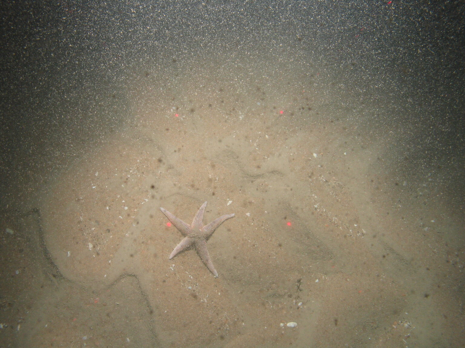 Spotlight on MPA marine habitats: From Subtidal Sand to Deep-Sea Bed ...