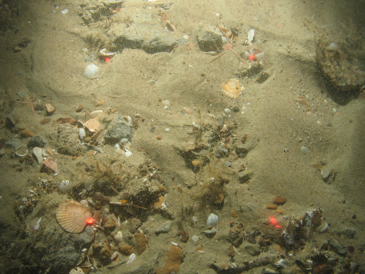 Spotlight on MPA marine habitats: From Subtidal Sand to Deep-Sea Bed ...