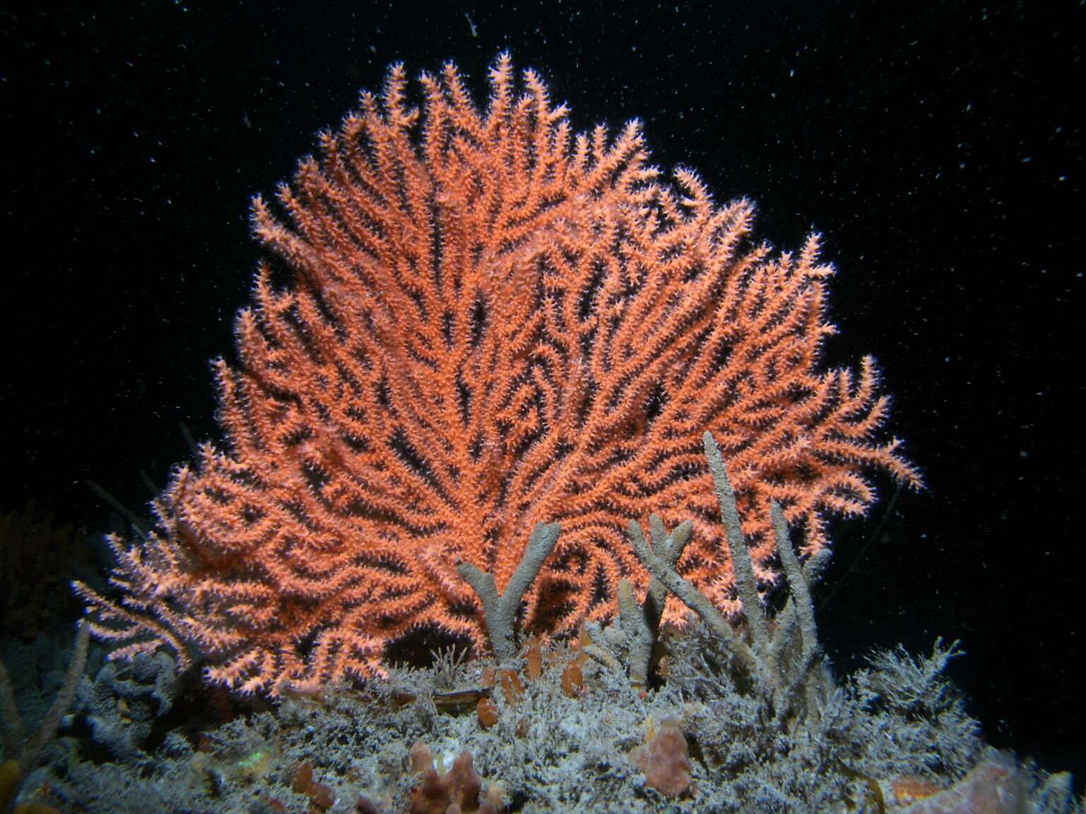 Protecting marine life: Key MPA species and their importance for ...