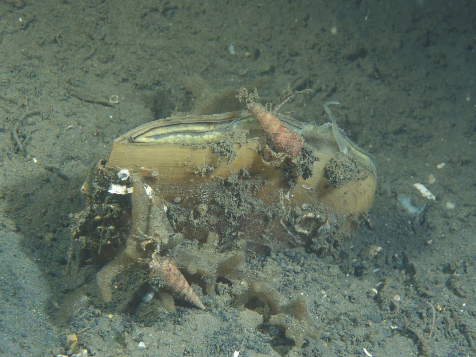 Protecting marine life: Key MPA species and their importance for ...