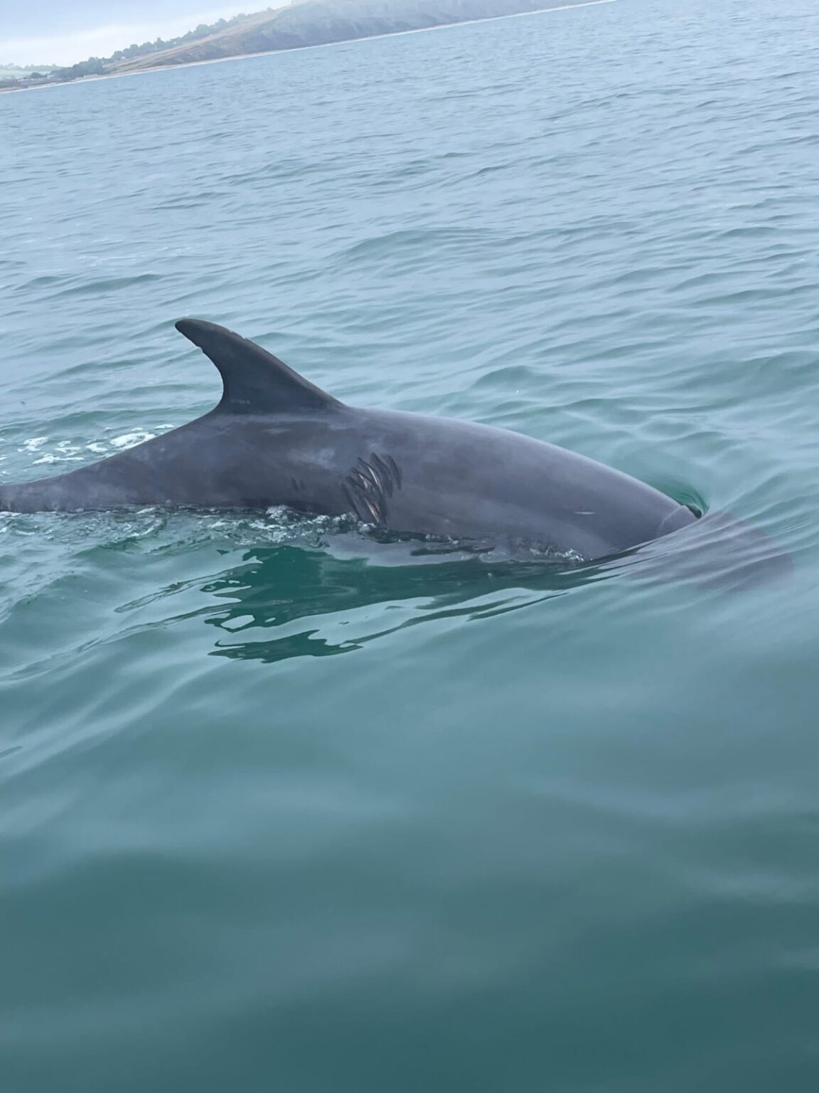 Solitary but sociable: Understanding lone dolphins and why we need to act responsibly – Marine ...