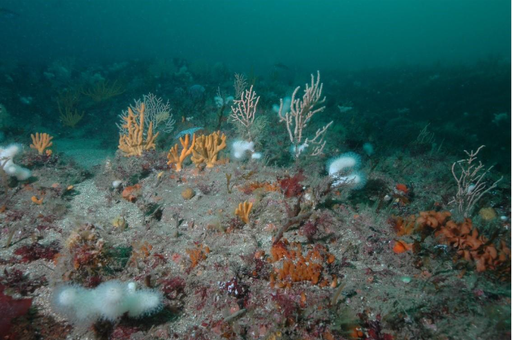 Protecting our seas together: MPA byelaws, enforcement, and compliance ...