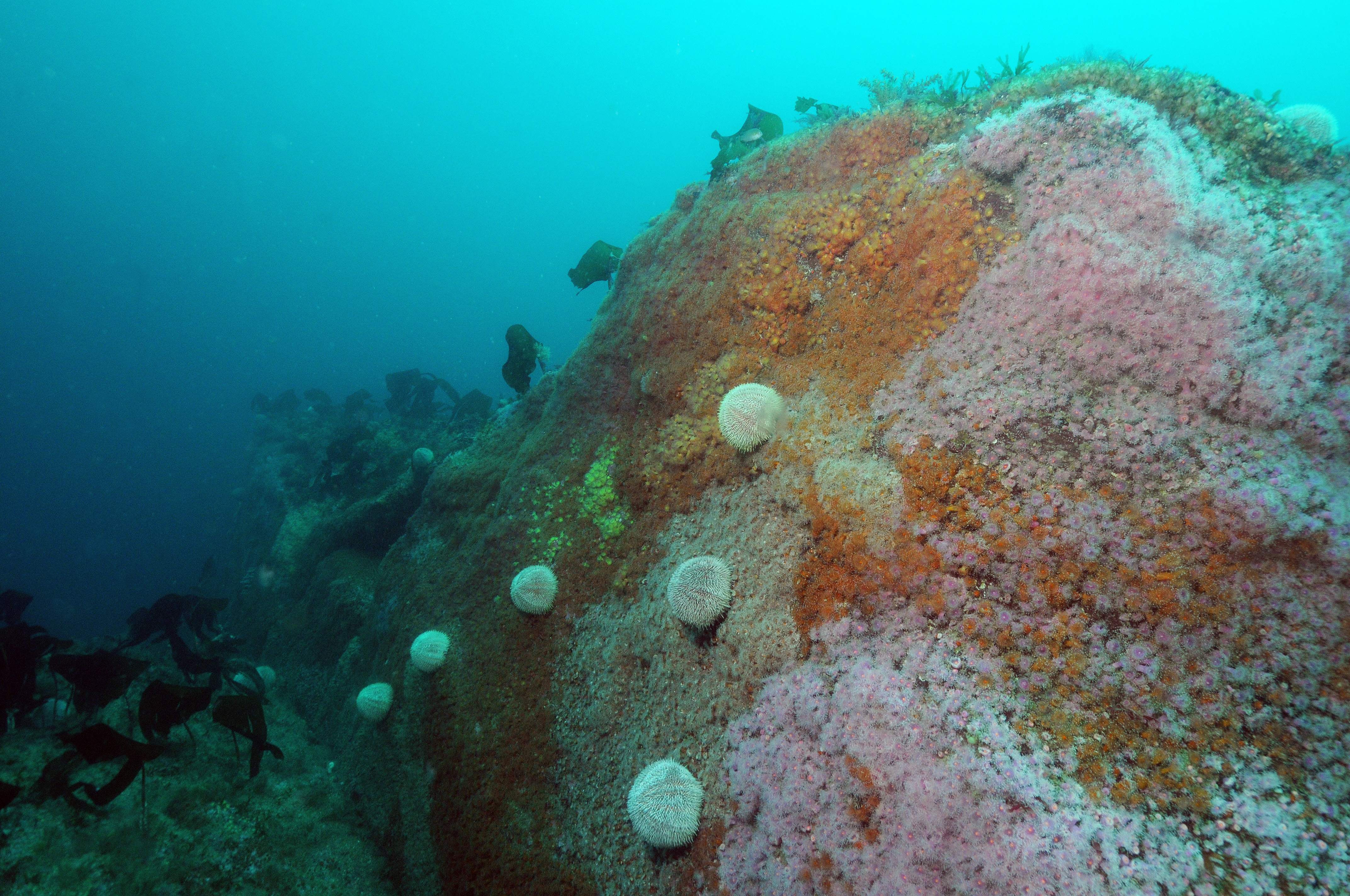 Two years of MPA protection: reflecting on a milestone for England’s ...