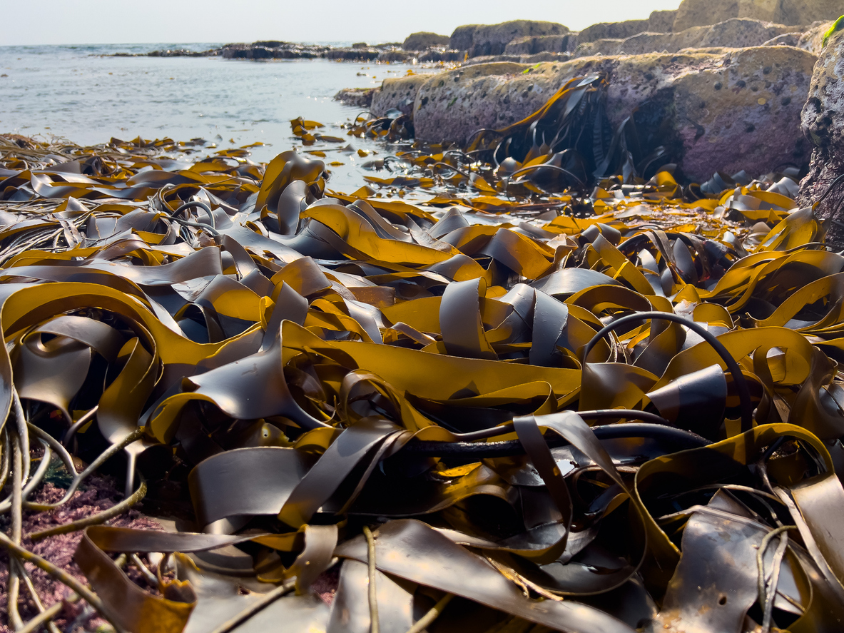 Marine Development Blog – Marine developments: news and updates about ...